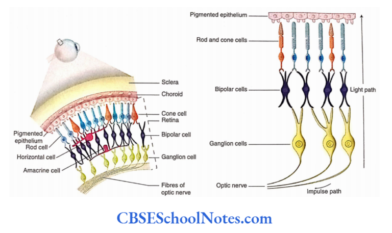 Neuroanatomy Visual System Notes - CBSE School Notes