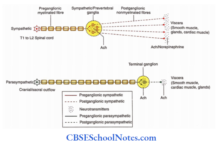 Autonomic Nervous System Functions Notes - CBSE School Notes
