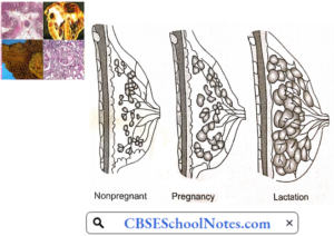Cell injury and Cellular Adaptation Notes - CBSE School Notes