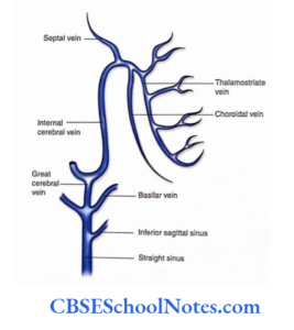Blood Supply Of The Brain And Spinal Cord Notes - CBSE School Notes