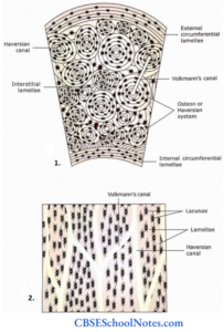 Histology of Bone Tissue Notes - CBSE School Notes