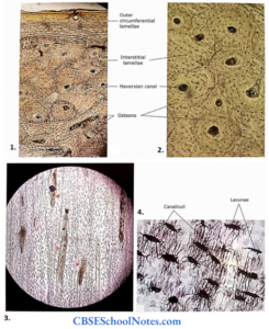 Histology of Bone Tissue Notes - CBSE School Notes