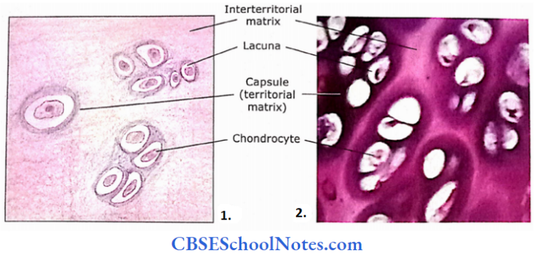 Cartilage: Histology, Types and Functions Notes - CBSE School Notes