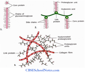 Cartilage: Histology, Types and Functions Notes - CBSE School Notes