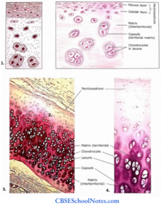 Cartilage: Histology, Types and Functions Notes - CBSE School Notes