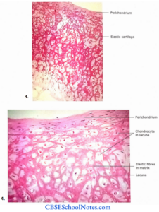 Cartilage: Histology, Types and Functions Notes - CBSE School Notes
