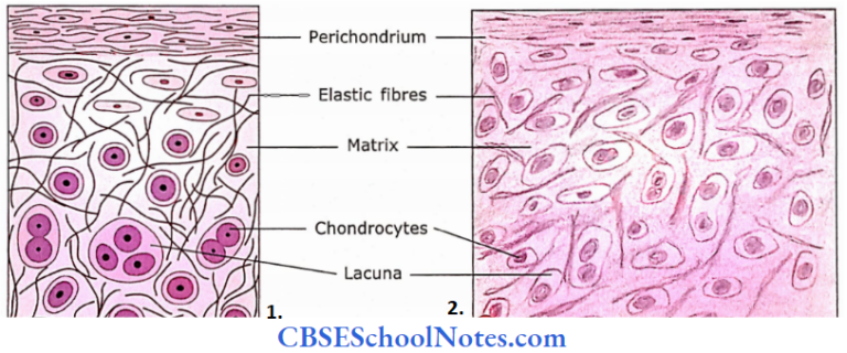 Cartilage: Histology, Types and Functions Notes - CBSE School Notes