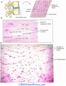 Cartilage: Histology, Types and Functions Notes - CBSE School Notes