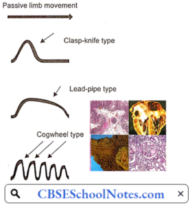 Nervous System Diseases: Types, Causes, Signs - CBSE School Notes