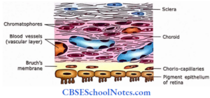 Gland Of Eyelid Notes - CBSE School Notes