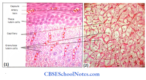 Histology Of Female Reproductive System Notes - CBSE School Notes