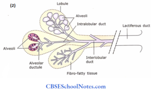 Histology Of Female Reproductive System Notes - CBSE School Notes