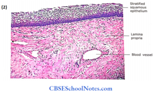 Histology Of Female Reproductive System Notes - CBSE School Notes