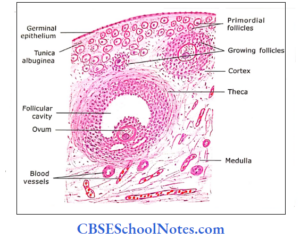 Histology Of Female Reproductive System Notes - CBSE School Notes