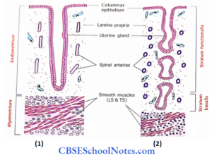 Histology Of Female Reproductive System Notes - CBSE School Notes