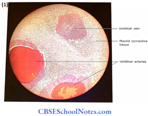 Histology Of Female Reproductive System Notes - CBSE School Notes