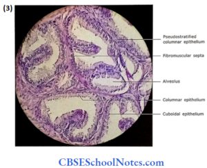 Histology of Male Reproductive System Notes - CBSE School Notes