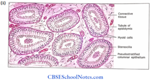 Histology of Male Reproductive System Notes - CBSE School Notes