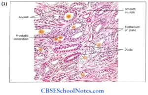 Histology of Male Reproductive System Notes - CBSE School Notes