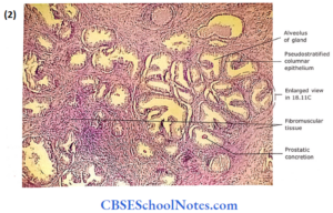 Histology of Male Reproductive System Notes - CBSE School Notes