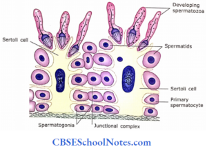 Histology of Male Reproductive System Notes - CBSE School Notes