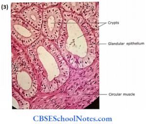 Histology of Male Reproductive System Notes - CBSE School Notes