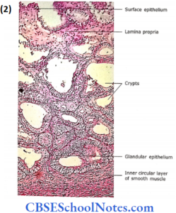 Histology of Male Reproductive System Notes - CBSE School Notes