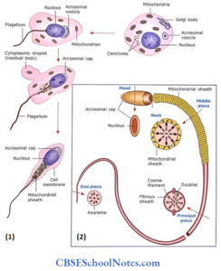 Histology of Male Reproductive System Notes - CBSE School Notes