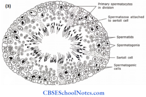 Histology of Male Reproductive System Notes - CBSE School Notes