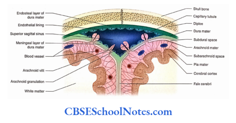 Meninges And Cerebrospinal Fluid Notes - CBSE School Notes
