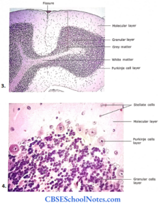 Histology Archives - CBSE School Notes