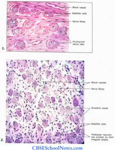 Histology Archives - CBSE School Notes