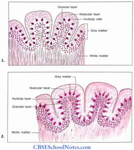 Central and Peripheral Nervous Systems Notes - CBSE School Notes