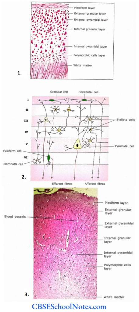 Central and Peripheral Nervous Systems Notes - CBSE School Notes
