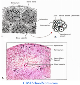 Histology Archives - CBSE School Notes