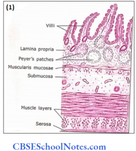 Alimentary Canal Anatomy - Structure and Functions Notes - CBSE School ...