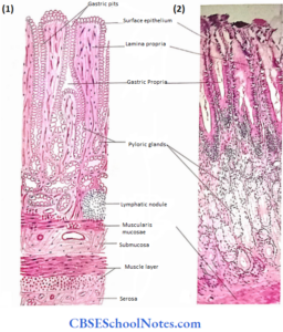 Alimentary Canal Anatomy - Structure and Functions Notes - CBSE School ...
