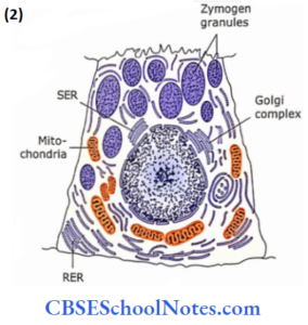Alimentary Canal Anatomy - Structure and Functions Notes - CBSE School ...
