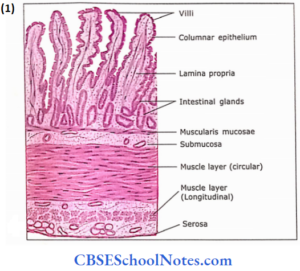 Alimentary Canal Anatomy - Structure and Functions Notes - CBSE School ...