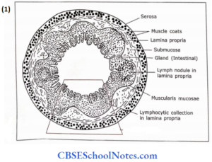 Alimentary Canal Anatomy - Structure and Functions Notes - CBSE School ...