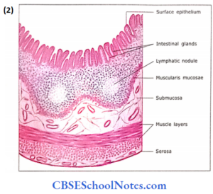 Alimentary Canal Anatomy - Structure and Functions Notes - CBSE School ...