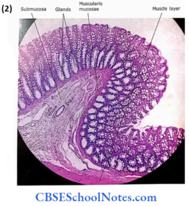 Alimentary Canal Anatomy - Structure and Functions Notes - CBSE School ...