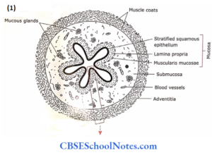 Alimentary Canal Anatomy - Structure and Functions Notes - CBSE School ...