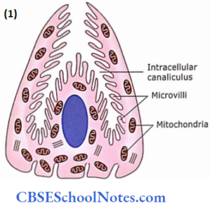 Alimentary Canal Anatomy - Structure and Functions Notes - CBSE School ...