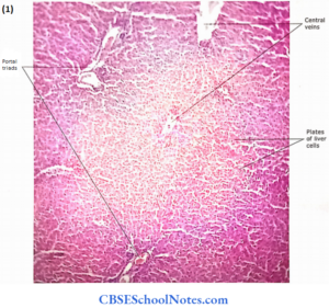 Digestive System: Pancreas Liver & Gallbladder Notes - CBSE School Notes