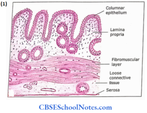 Digestive System: Pancreas Liver & Gallbladder Notes - CBSE School Notes