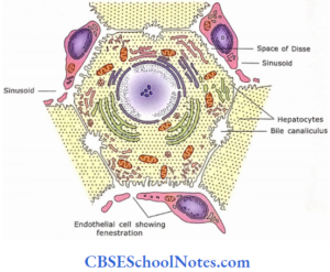 Digestive System: Pancreas Liver & Gallbladder Notes - CBSE School Notes