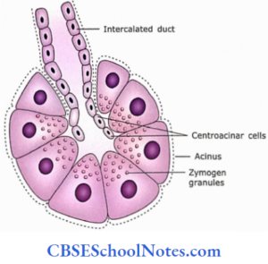Digestive System: Pancreas Liver & Gallbladder Notes - CBSE School Notes
