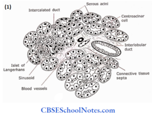 Digestive System: Pancreas Liver & Gallbladder Notes - CBSE School Notes
