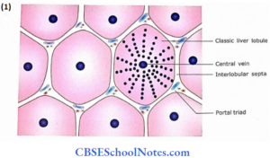 Digestive System: Pancreas Liver & Gallbladder Notes - CBSE School Notes